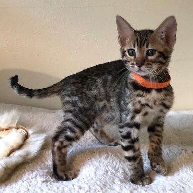 Bengal Kittens For Sale - Nevaeh Bengals