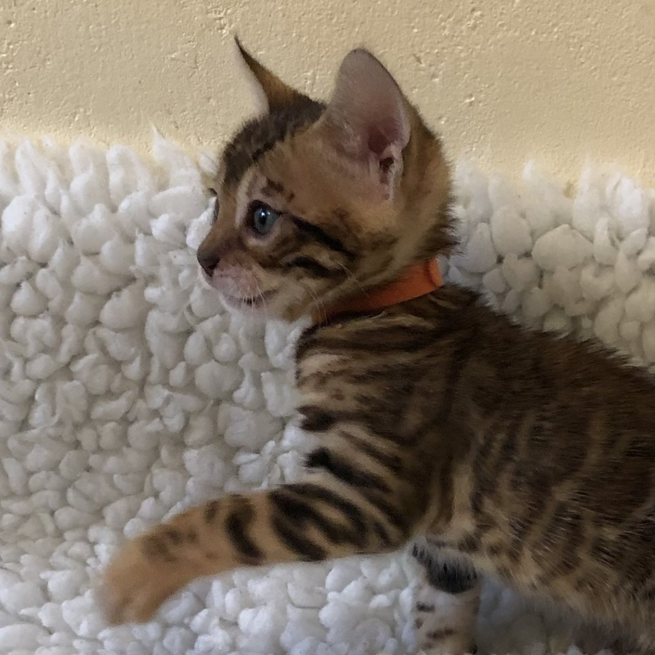 Bengal Kittens For Sale - Nevaeh Bengals