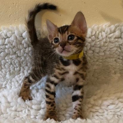 Bengal Kittens For Sale - Nevaeh Bengals